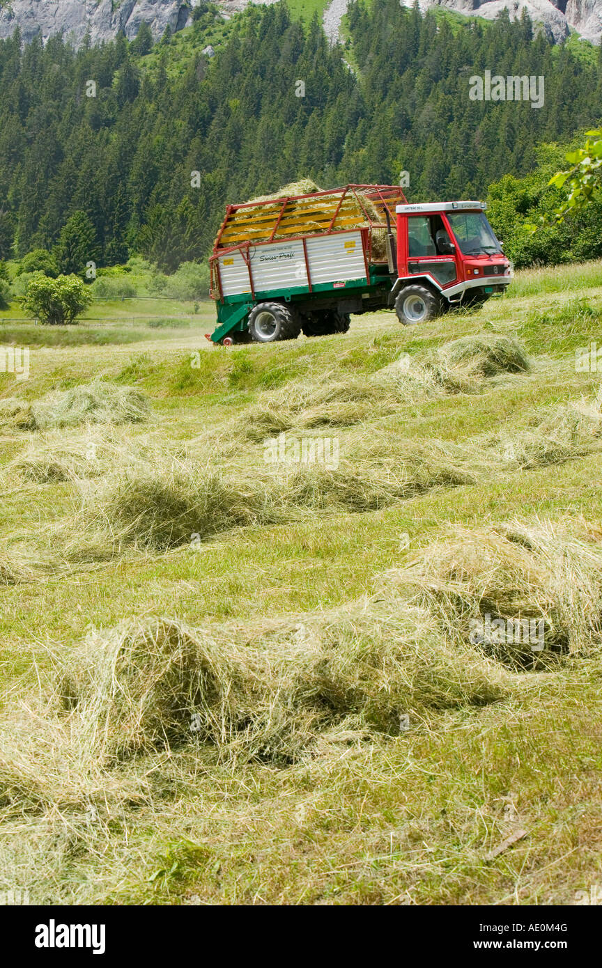 Gathering hay in Flimms, Switzerland Stock Photo - Alamy
