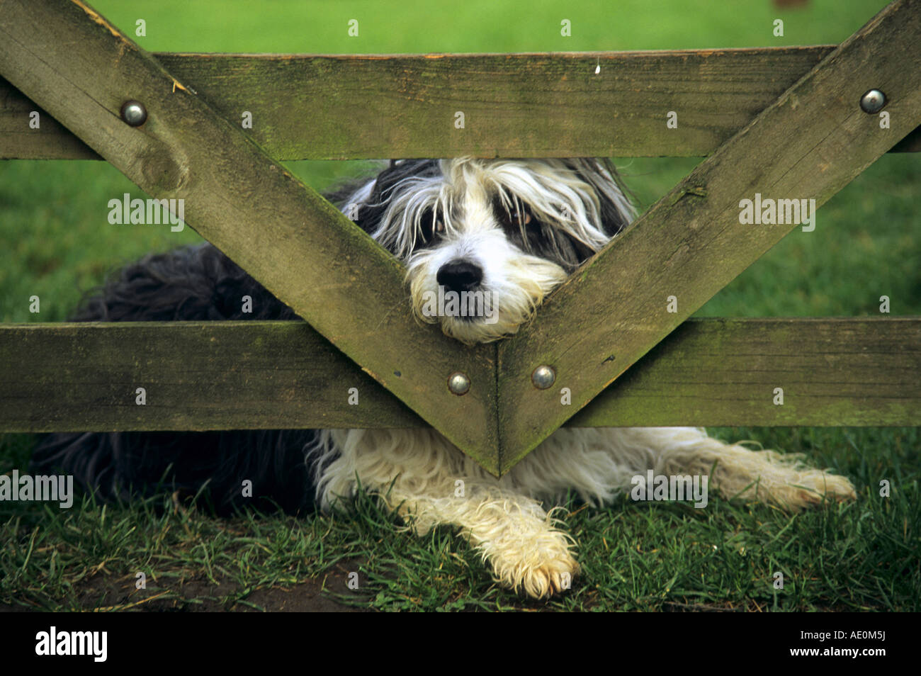 Gate and dog hi-res stock photography and images - Alamy