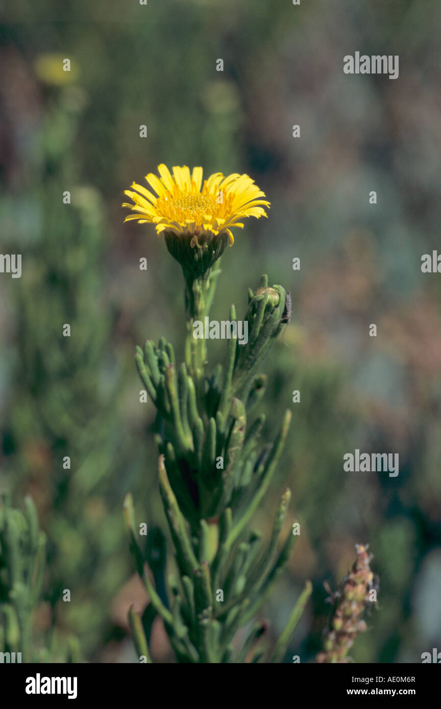 golden samphire Inula crithmoides Stock Photo - Alamy