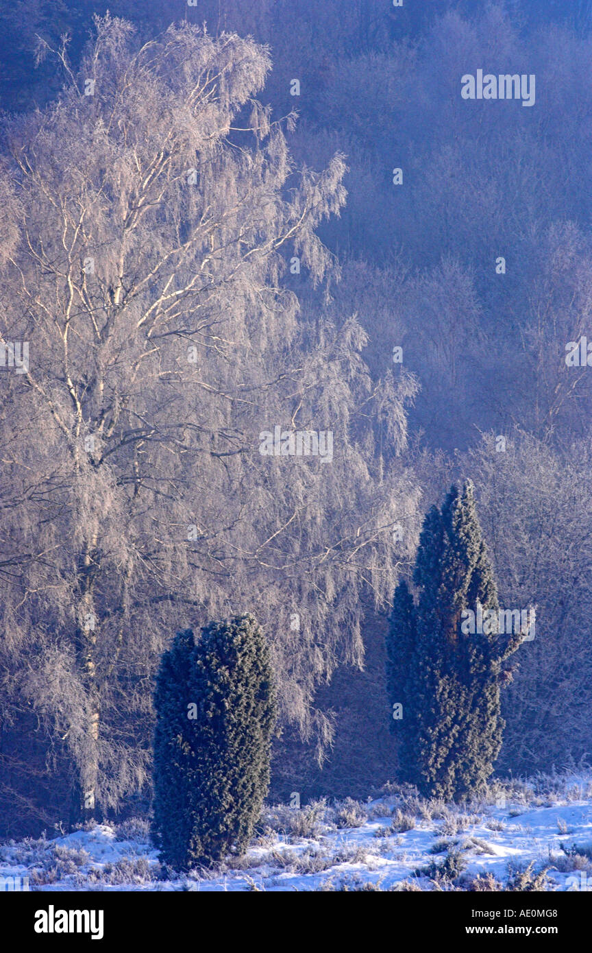 Juniper trees. Sandsjöbacka, Sweden Stock Photo - Alamy