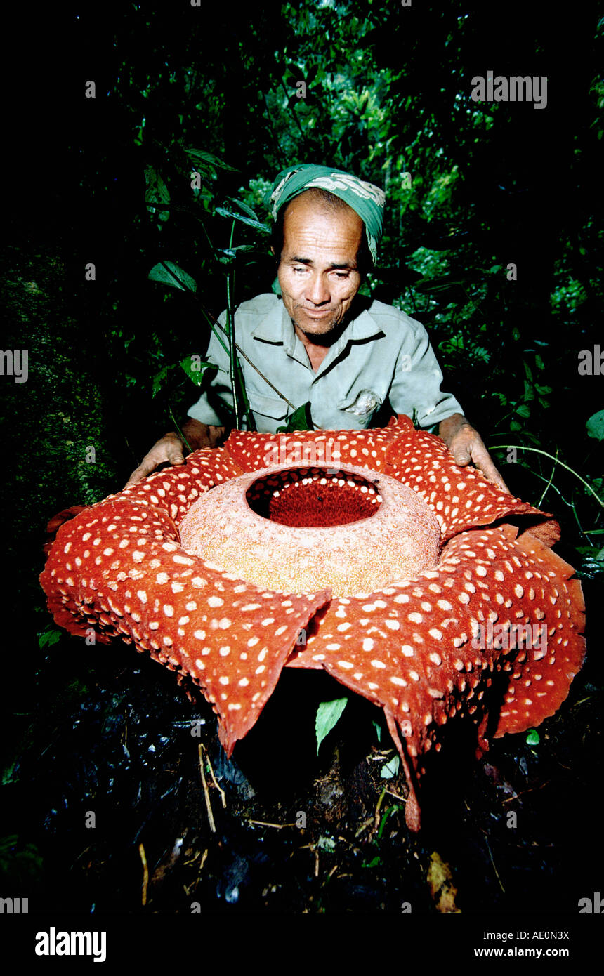 RAFFLESIA ARNOLDII with indonesian people Stock Photo - Alamy