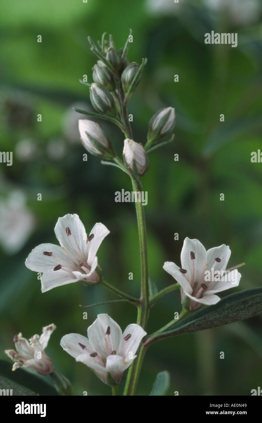 Yunnanensis hi-res stock photography and images - Alamy