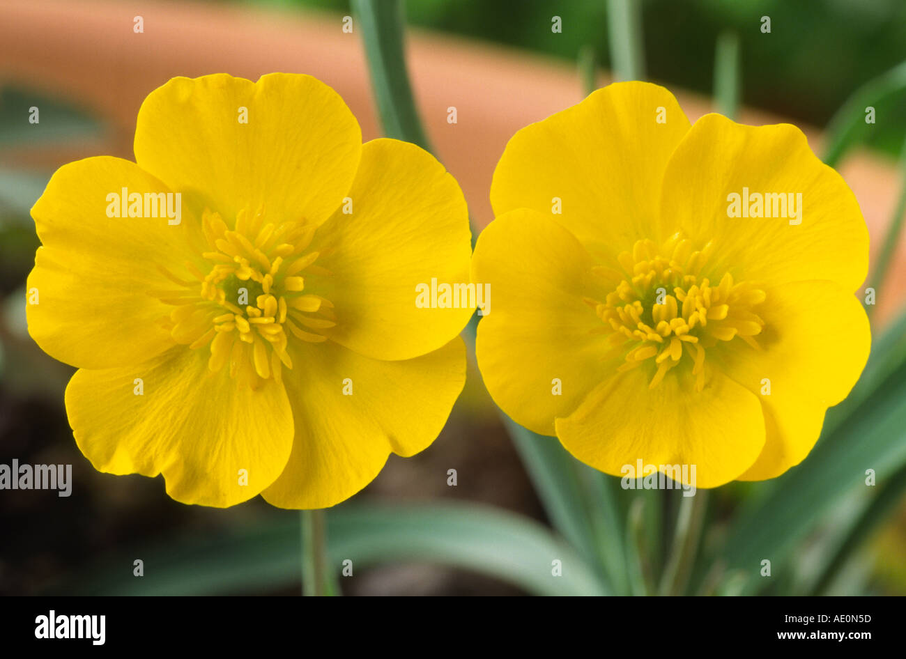 Ranunculus gramineus hi-res stock photography and images - Alamy