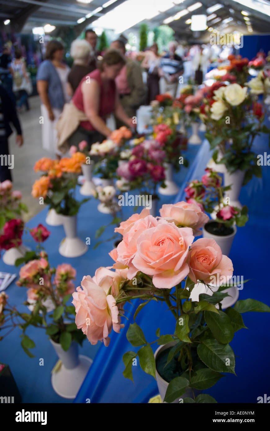 Roses on display in the flower show at the Great Yorkshire Show ...