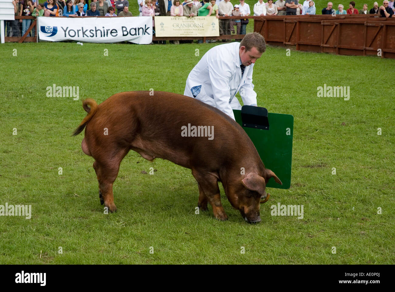 BPA Pig of the Year competition at the Great Yorkshire Show Harrogate ...