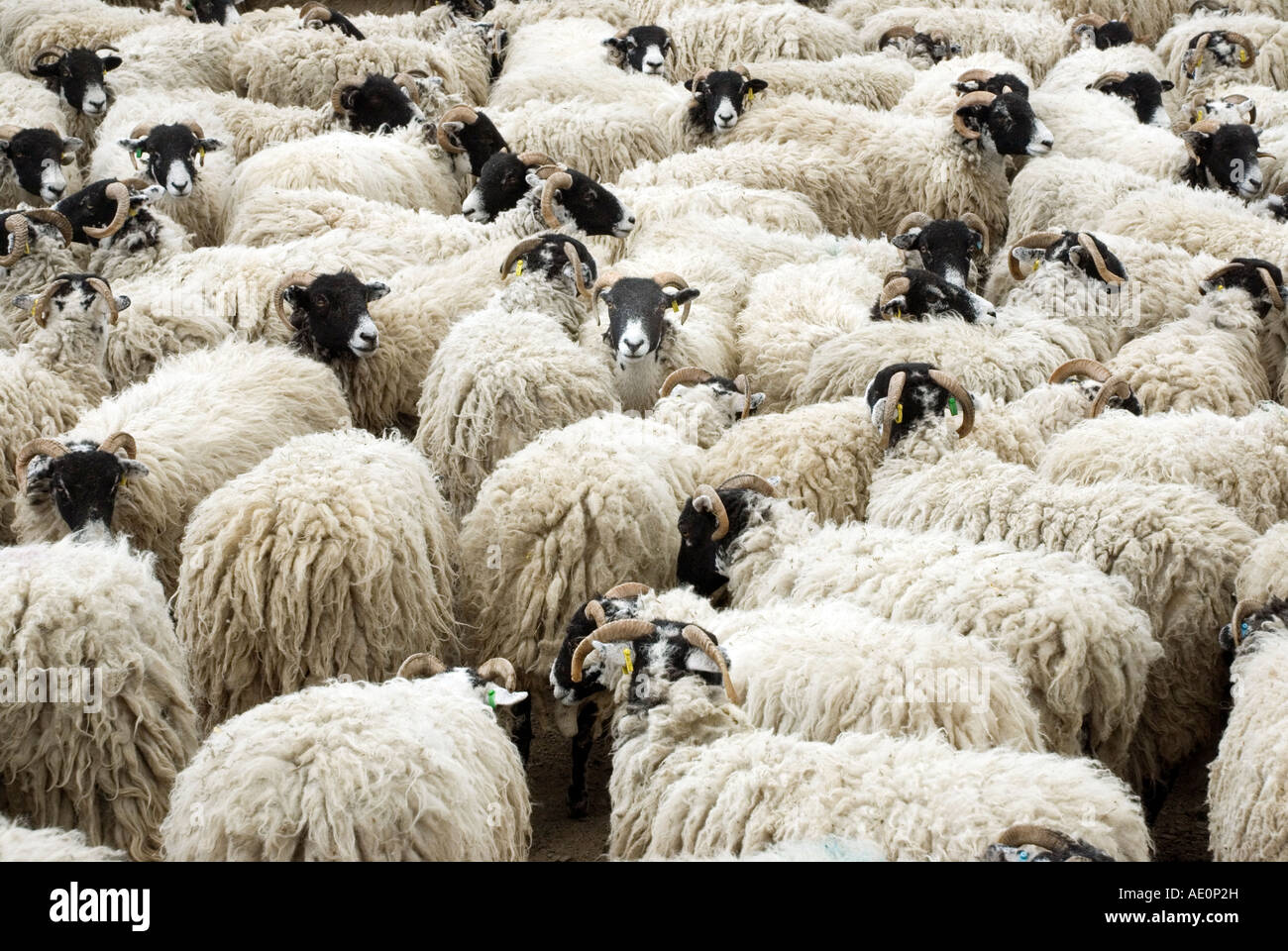 A herd of sheep ready to be sheared Stock Photo - Alamy