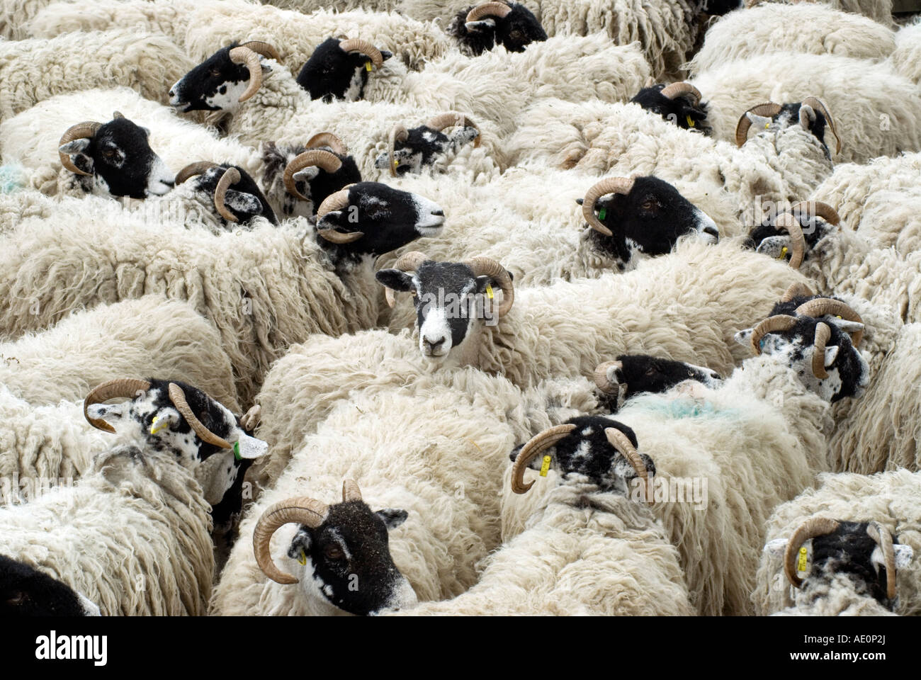 A herd of sheep ready to be sheared Stock Photo - Alamy