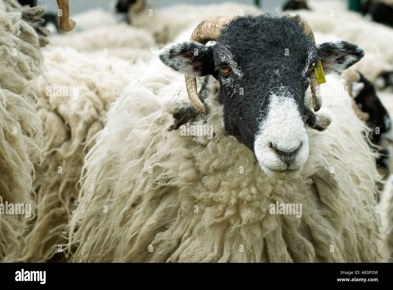 A herd of sheep ready to be sheared Stock Photo - Alamy