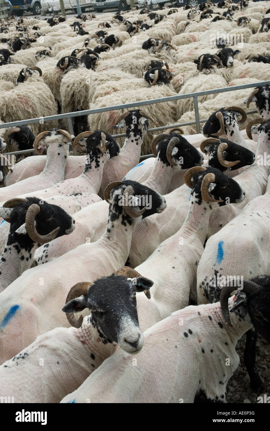 A herd of sheep some sheared some about to be sheared Stock Photo - Alamy