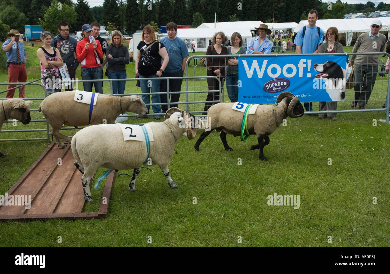 A sheep race at the Great Yorkshire Show Harrogate Stock Photo - Alamy