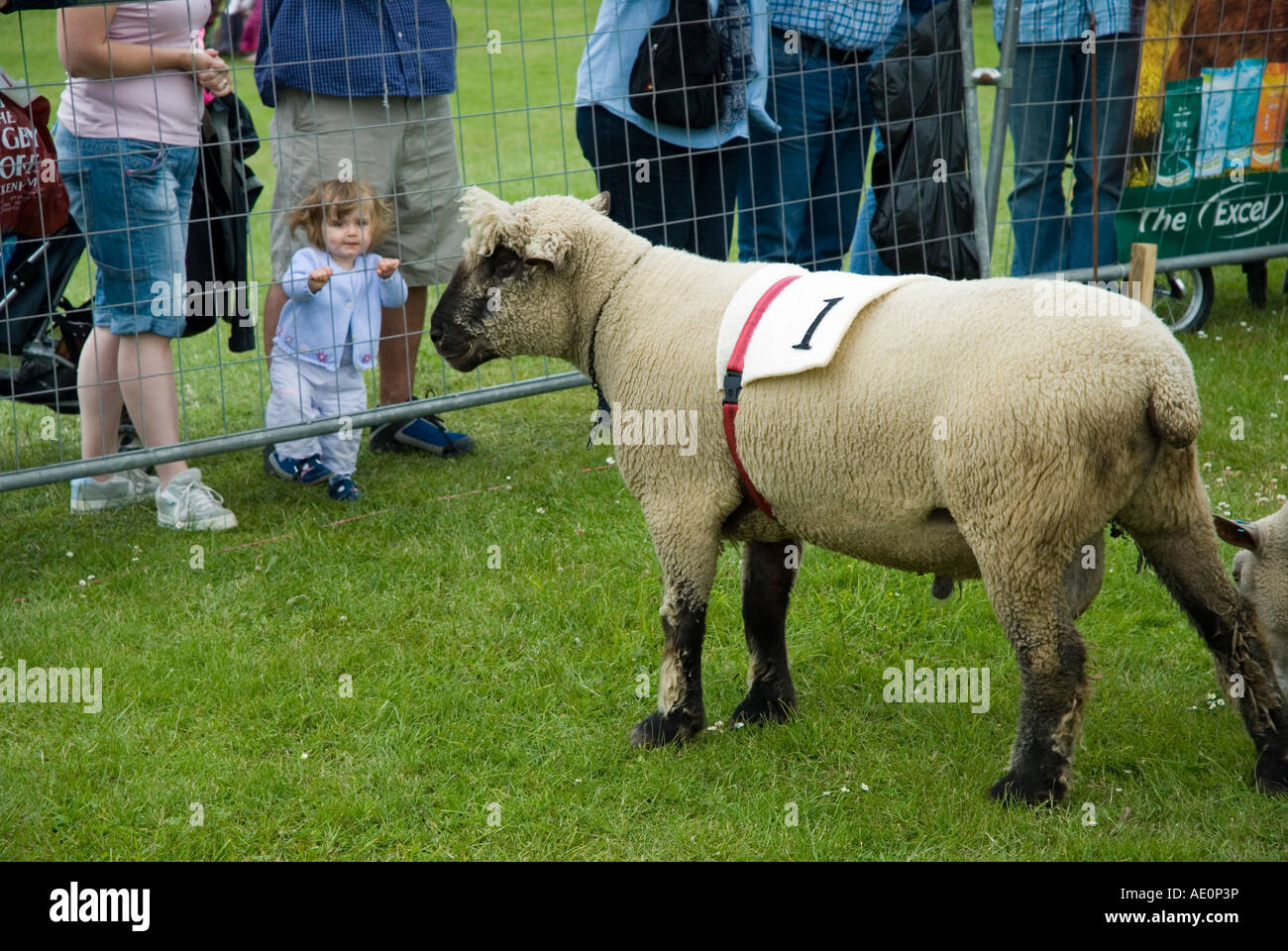 A sheep race at the Great Yorkshire Show Harrogate Stock Photo - Alamy