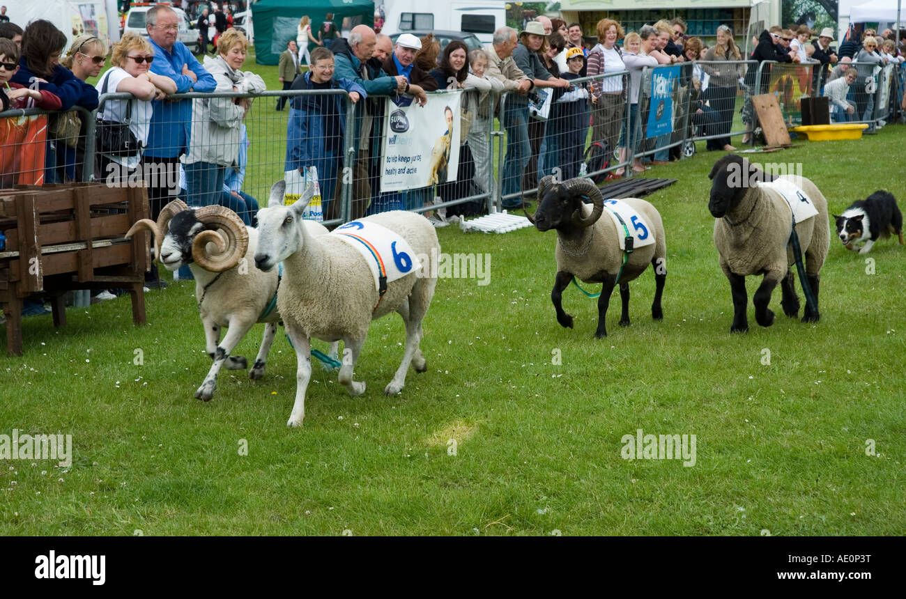A sheep race at the Great Yorkshire Show Harrogate Stock Photo - Alamy
