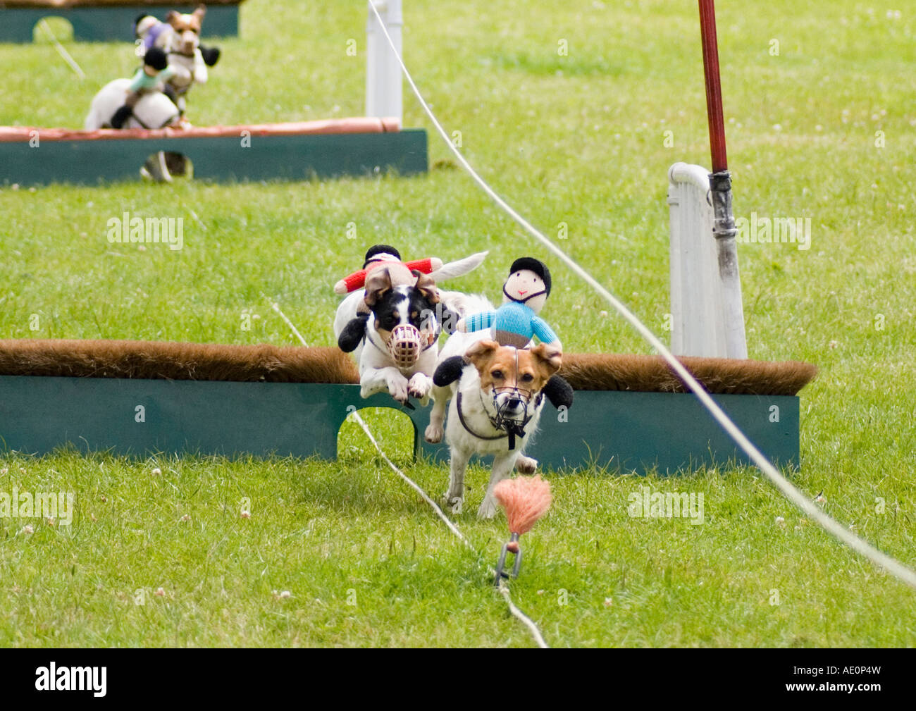 Terrier Racing Uk High Resolution Stock Photography and Images - Alamy