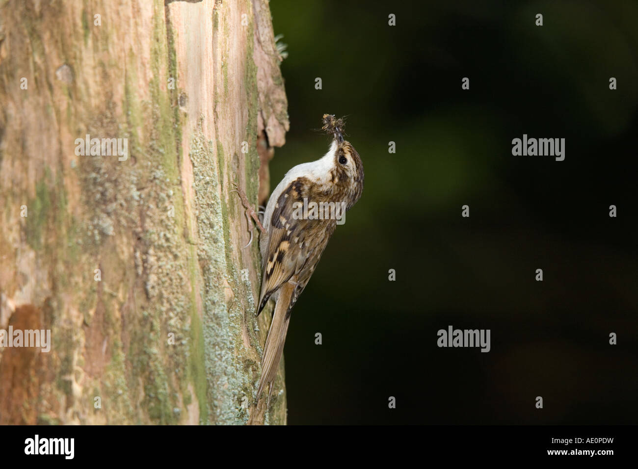 treecreeper Certhia familiaris collecting insects cornwall Stock Photo ...