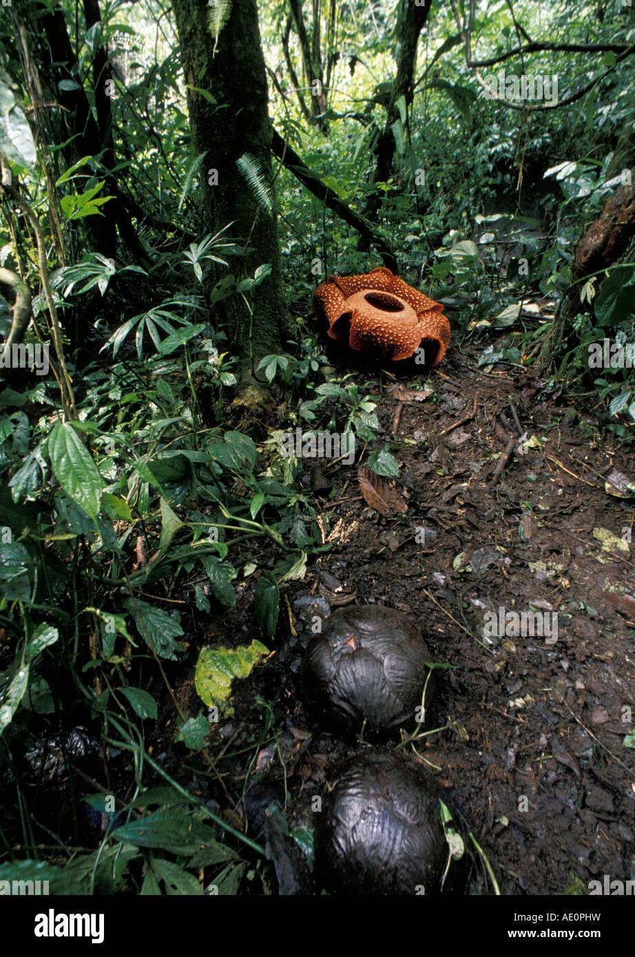 Rafflesia arnoldii indonesia hi-res stock photography and images - Alamy