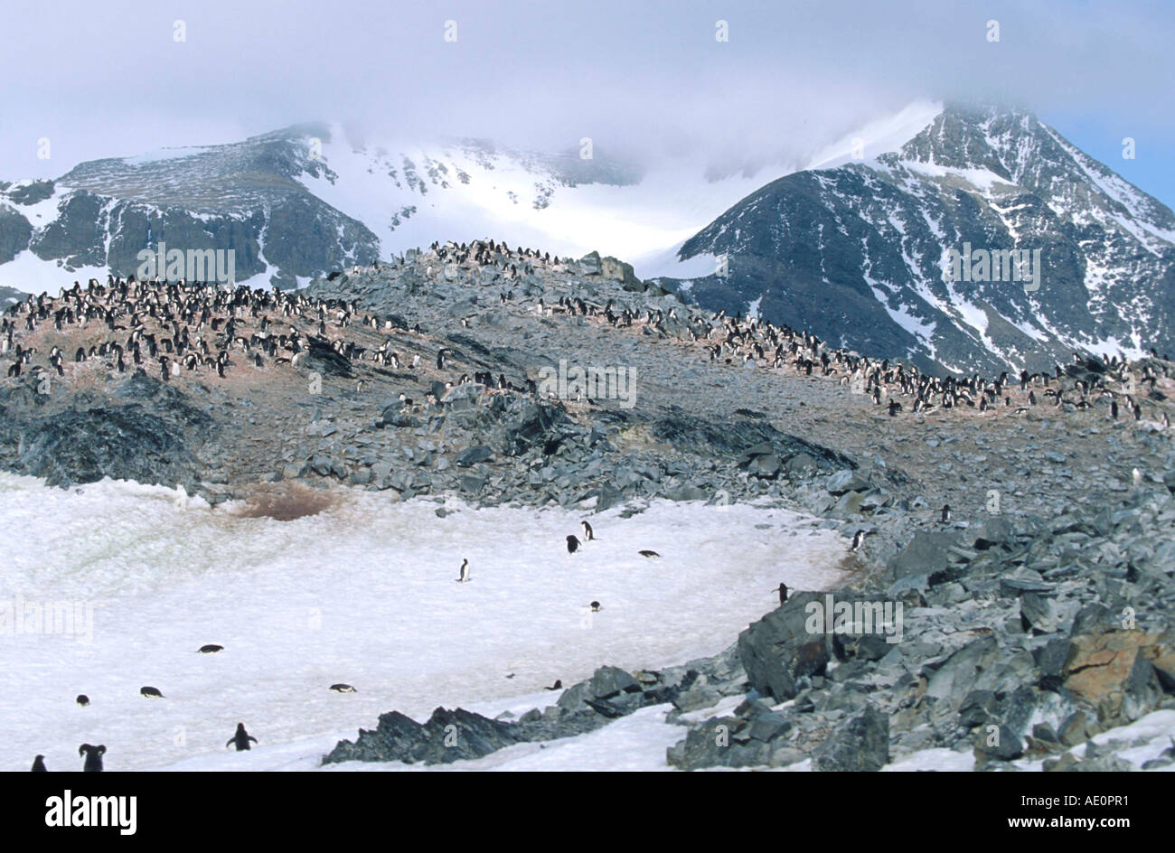 Antarctica Landscape with penguins Stock Photo - Alamy
