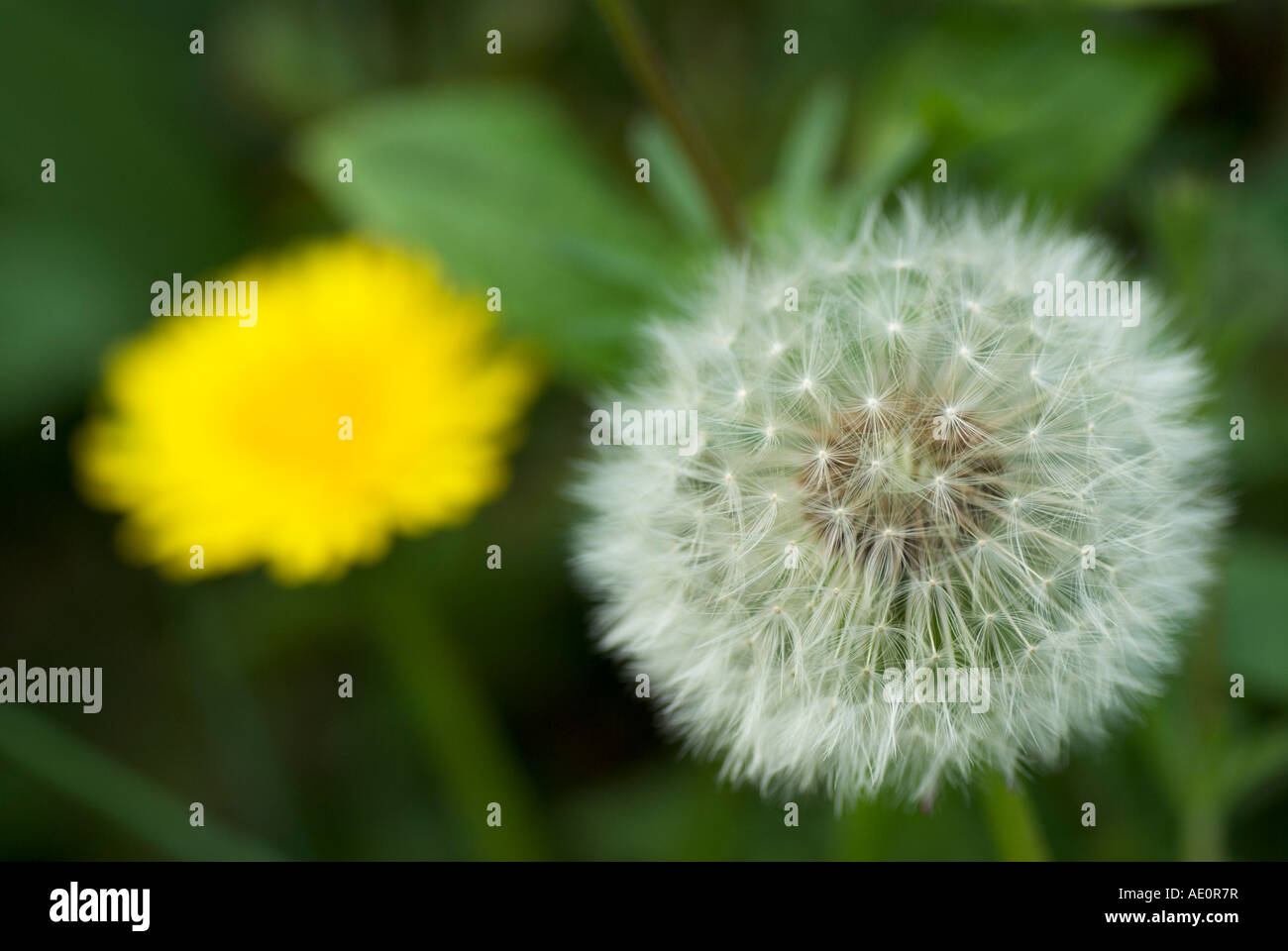one flowering dandelion and one seeding Stock Photo - Alamy