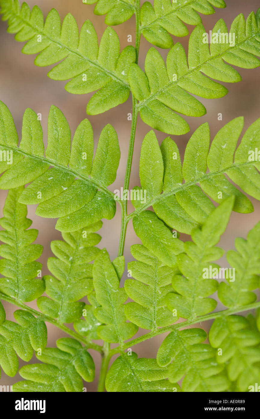 Sweden, Grinda Island, Ferns Stock Photo - Alamy