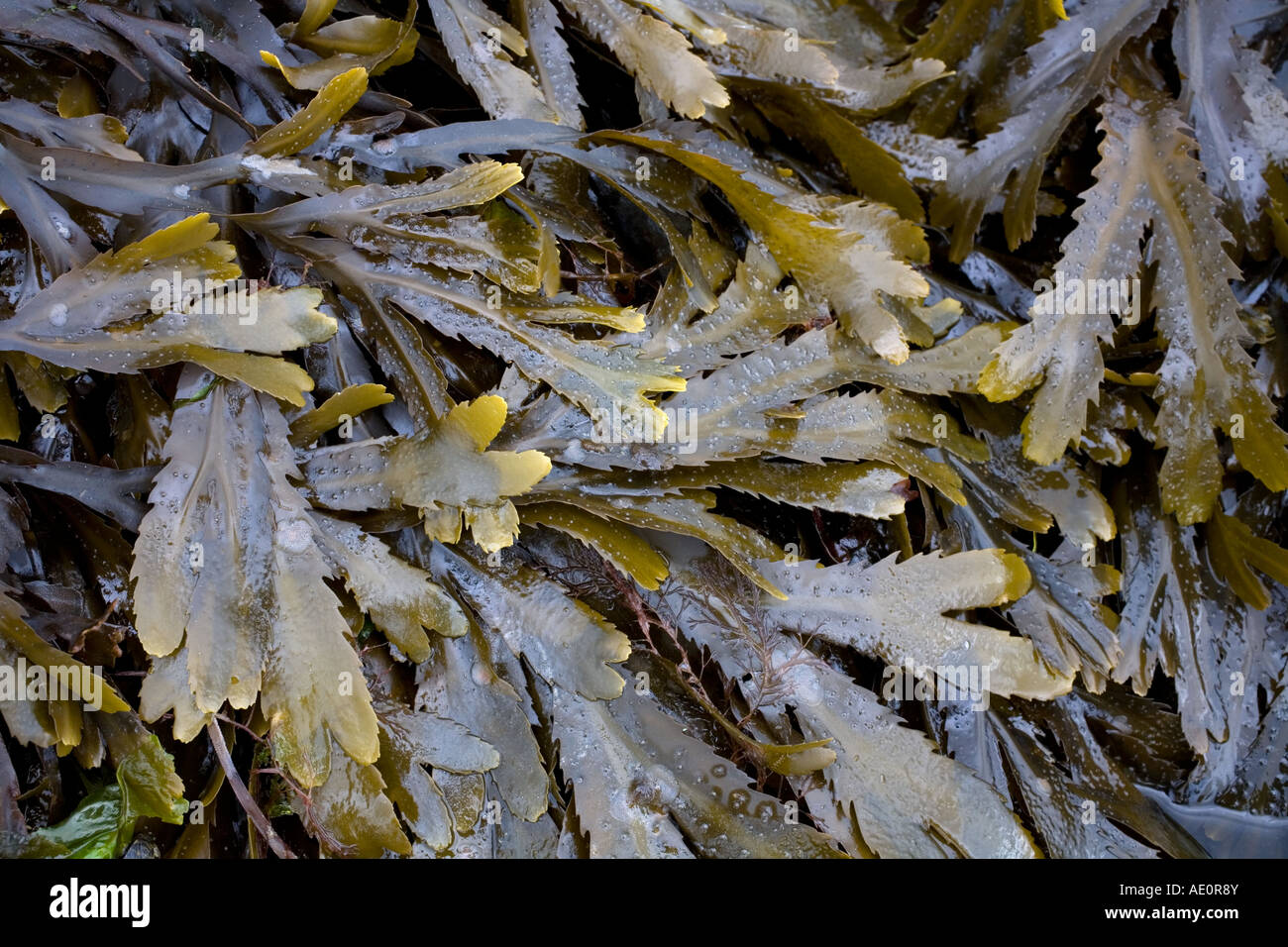 Fucus Serratus