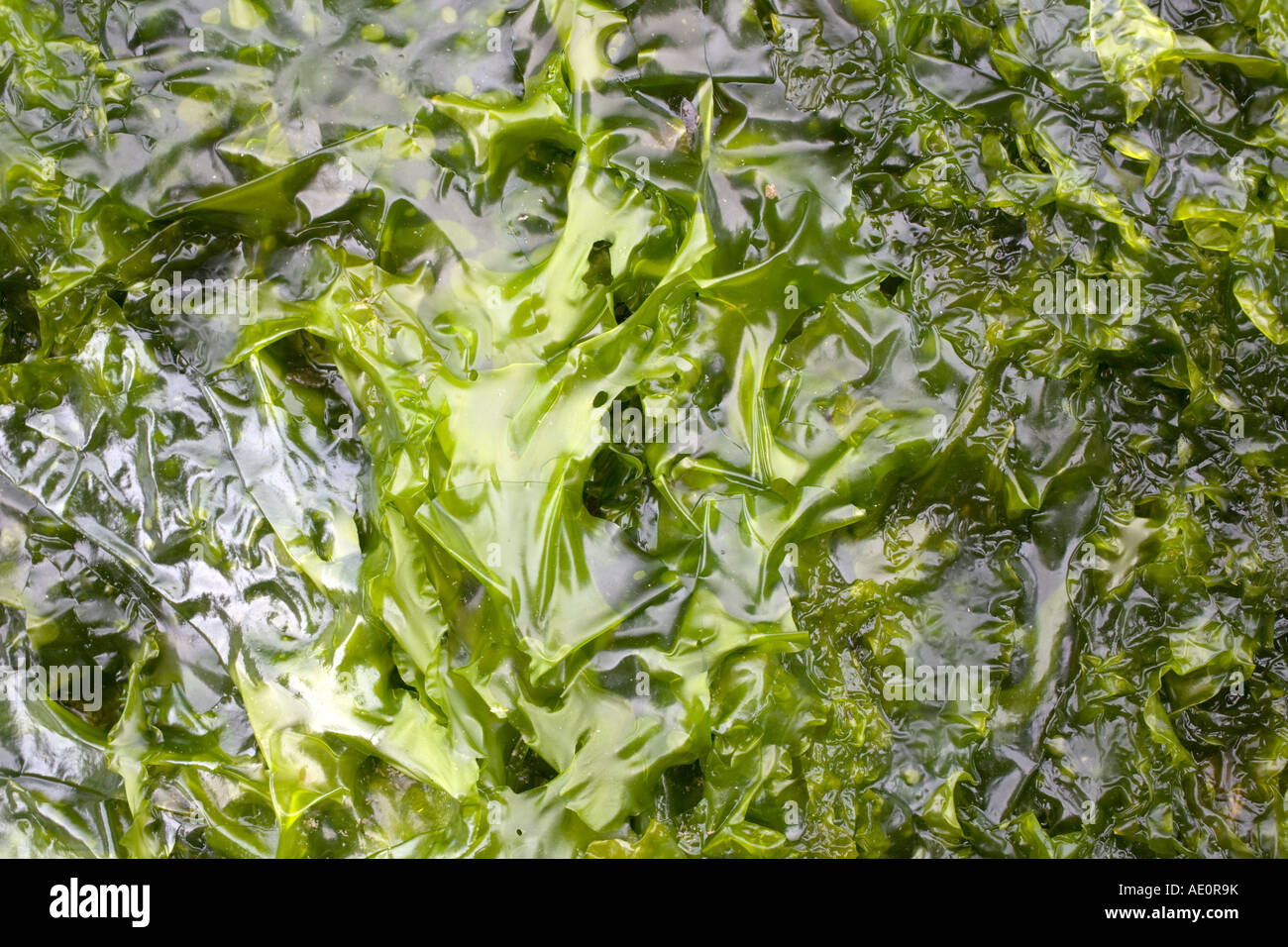 sea lettuce Ulva lactuca Stock Photo - Alamy