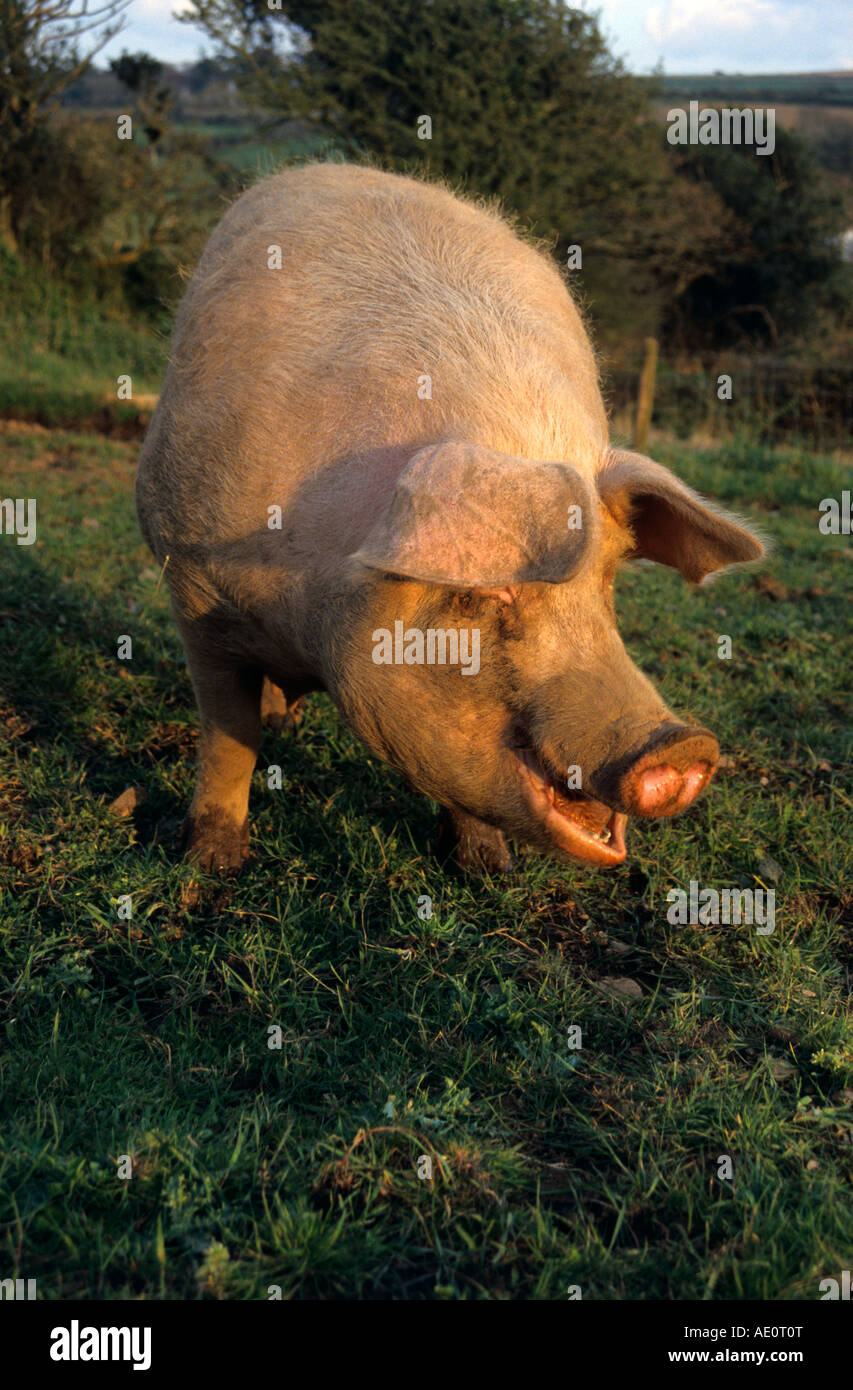 Large white sow hi-res stock photography and images - Alamy