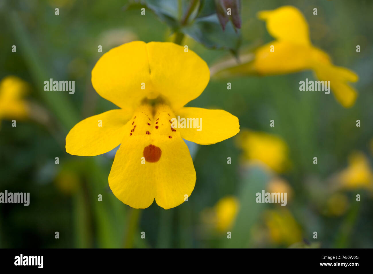 monkey flower Mimulus guttatus Stock Photo - Alamy