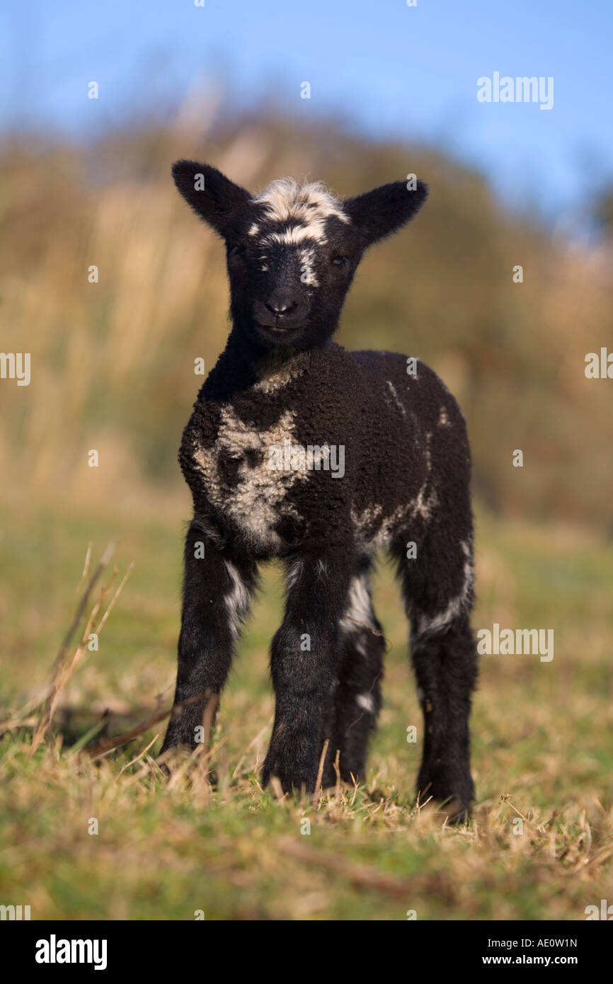 young jacob lamb spring cornwall Stock Photo - Alamy
