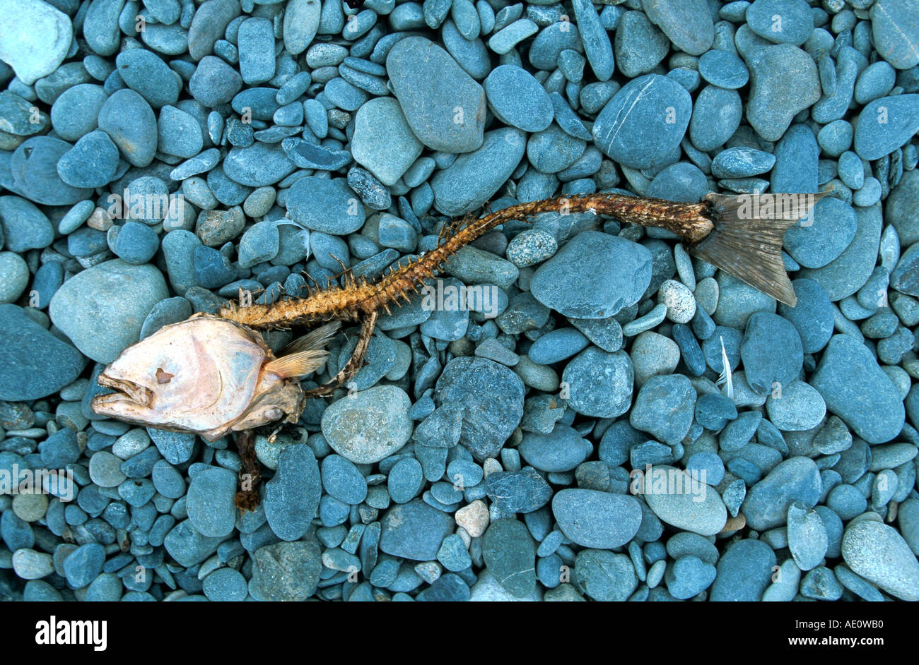 Fish skeleton hi-res stock photography and images - Alamy