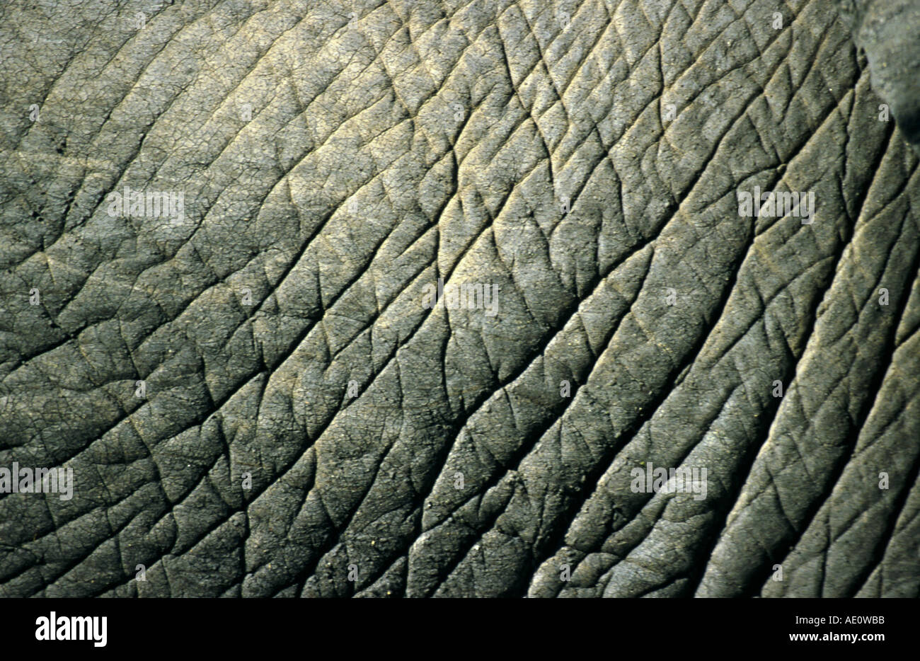 African elephant (Loxodonta africana), skin, South Africa, Kruger NP ...
