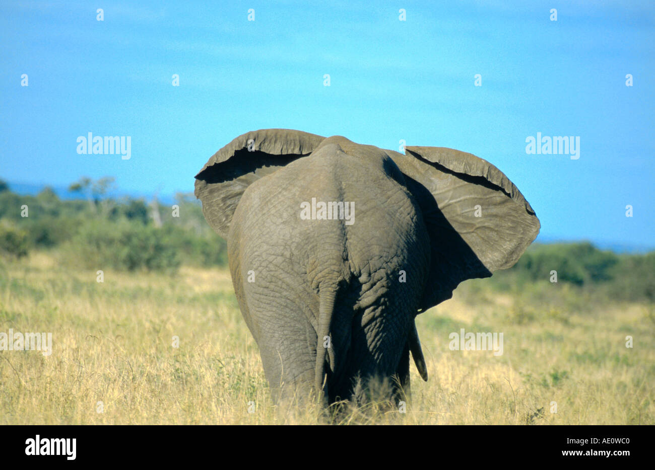 Rear african elephants ear hi-res stock photography and images - Alamy