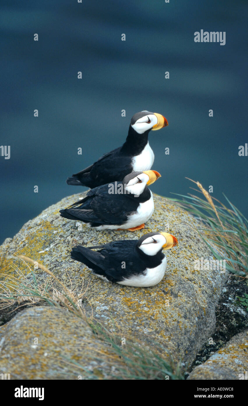 Individuums on rocks hi-res stock photography and images - Alamy