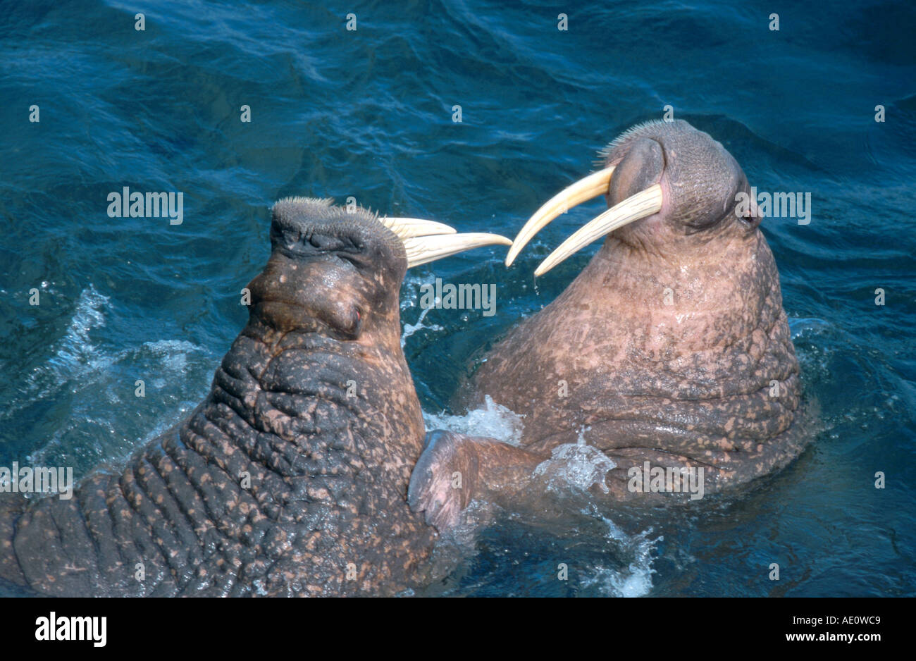 Male walrus fighting hi-res stock photography and images - Alamy
