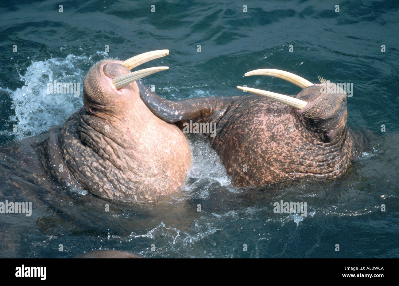Two walrus fighting odobenus rosmarus hi-res stock photography and ...