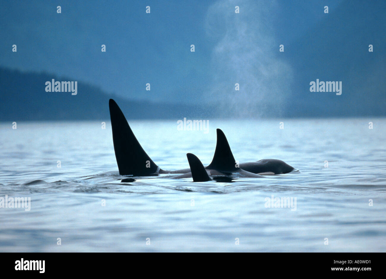 orca, great killer whale, grampus (Orcinus orca), three swimming in the ...