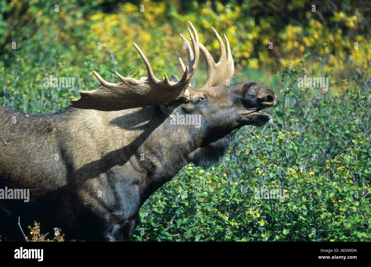 Alaska moose, Tundra moose, Yukon moose (Alces alces gigas), lip ...
