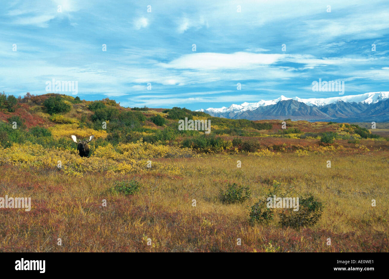 Alaska moose, Tundra moose, Yukon moose (Alces alces gigas), bull in ...