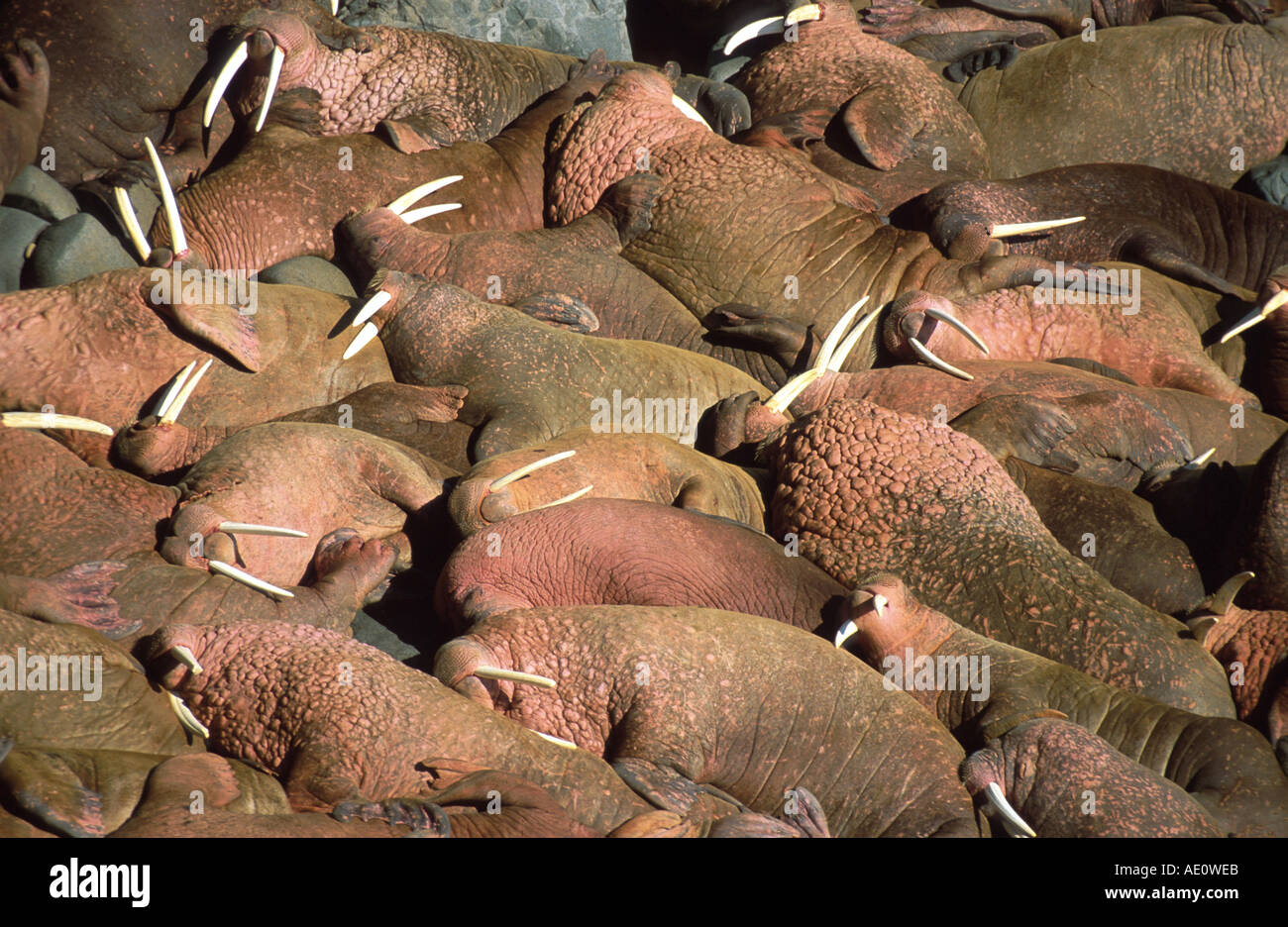 walrus (Odobenus rosmarus), mass of bulls, USA, Alaska Stock Photo - Alamy