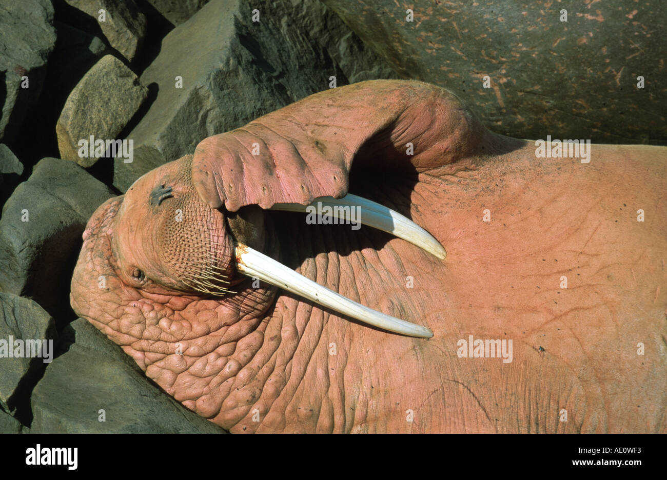 walrus (Odobenus rosmarus), bull lying on rocks, cleaning tusk, USA ...
