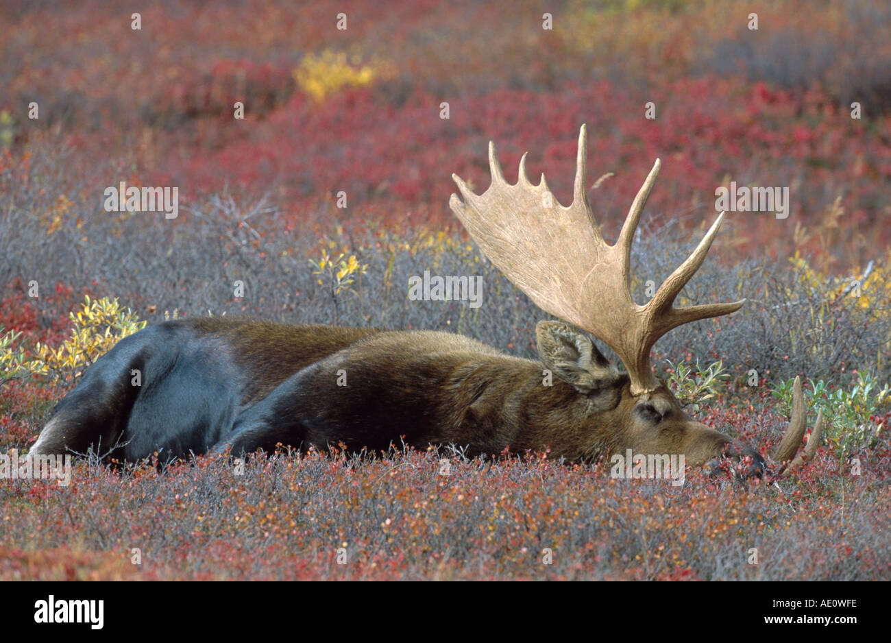 Moose sleeping hi-res stock photography and images - Alamy