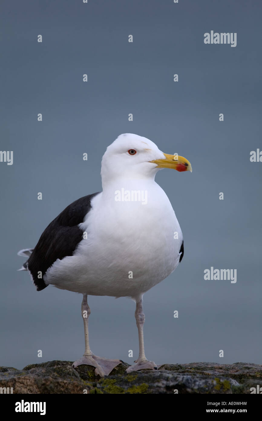 great black backed gull Larus marinus Stock Photo - Alamy