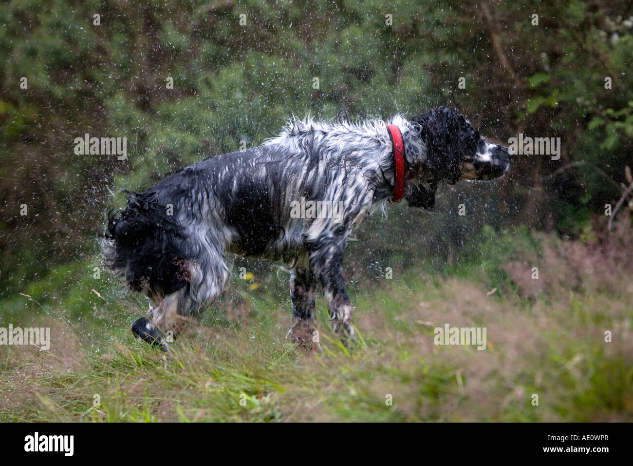 springer spaniel shaking water off on a river bank after swiming Stock ...