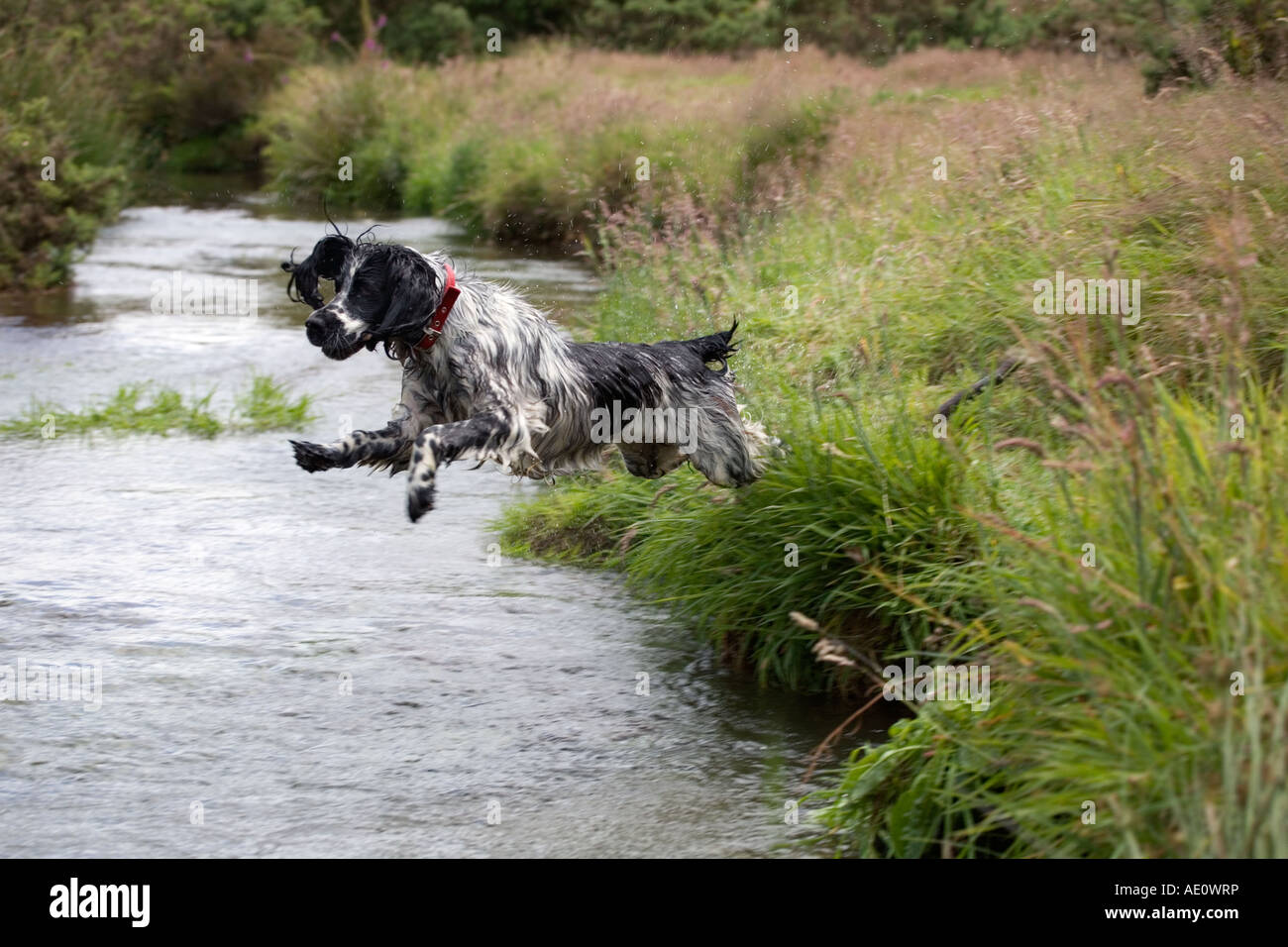 springer spaniel jumping into a river Stock Photo - Alamy