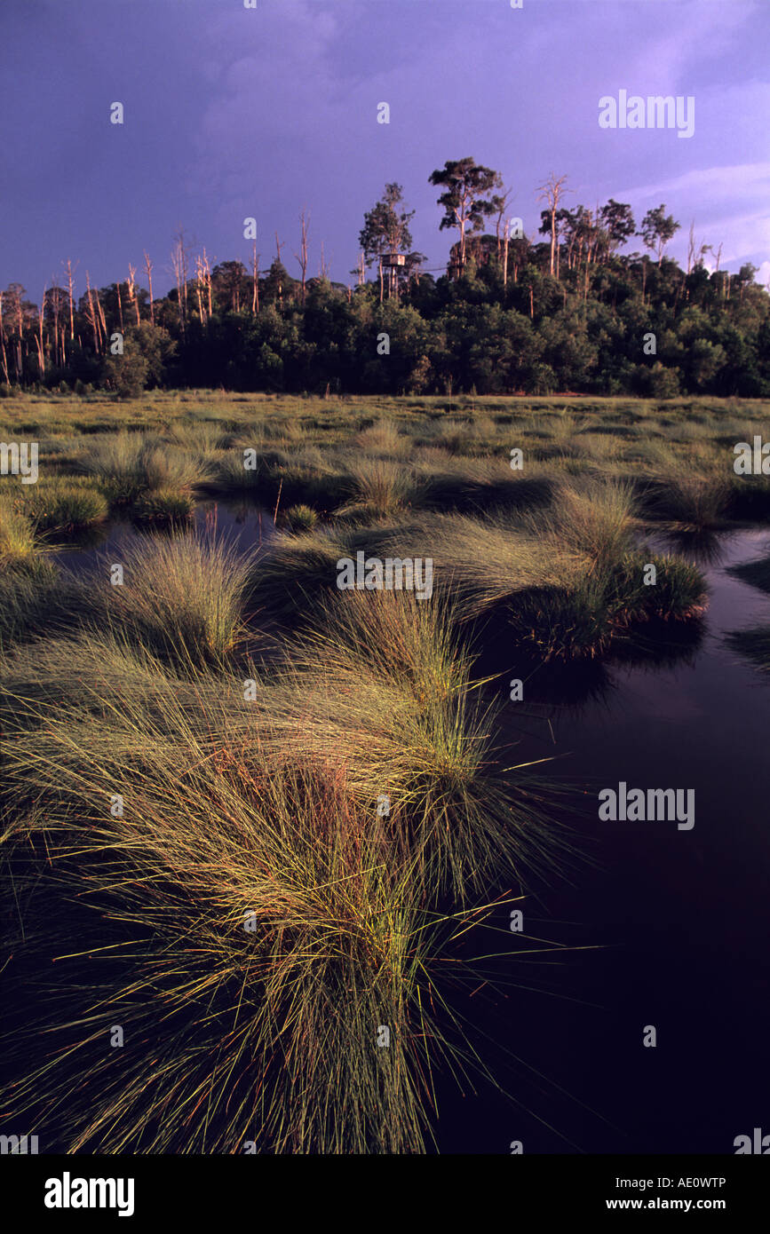 Lalak hi-res stock photography and images - Alamy