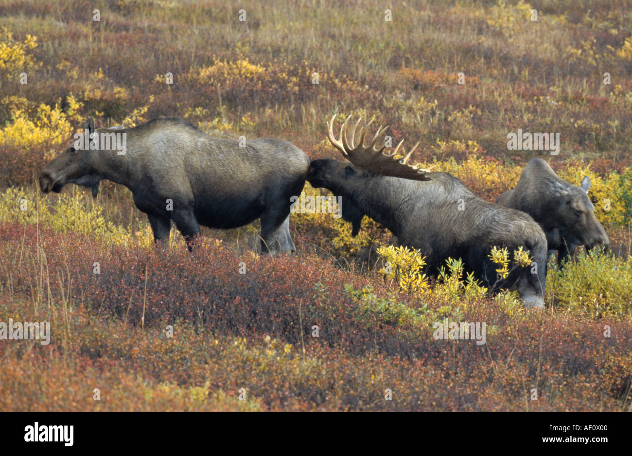 Alaska moose, Tundra moose, Yukon moose (Alces alces gigas), bull and ...