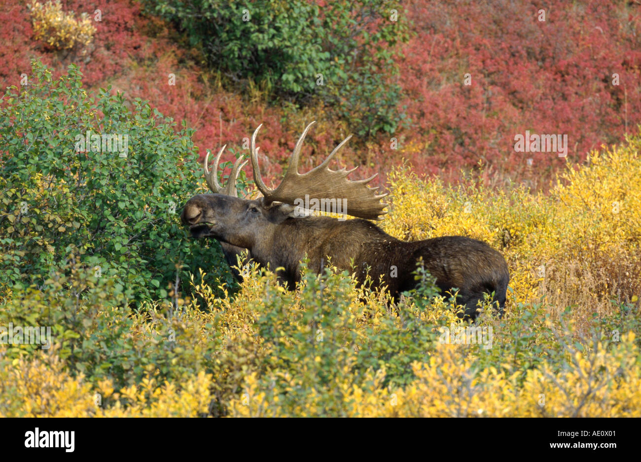 Bull moose foraging on hi-res stock photography and images - Alamy