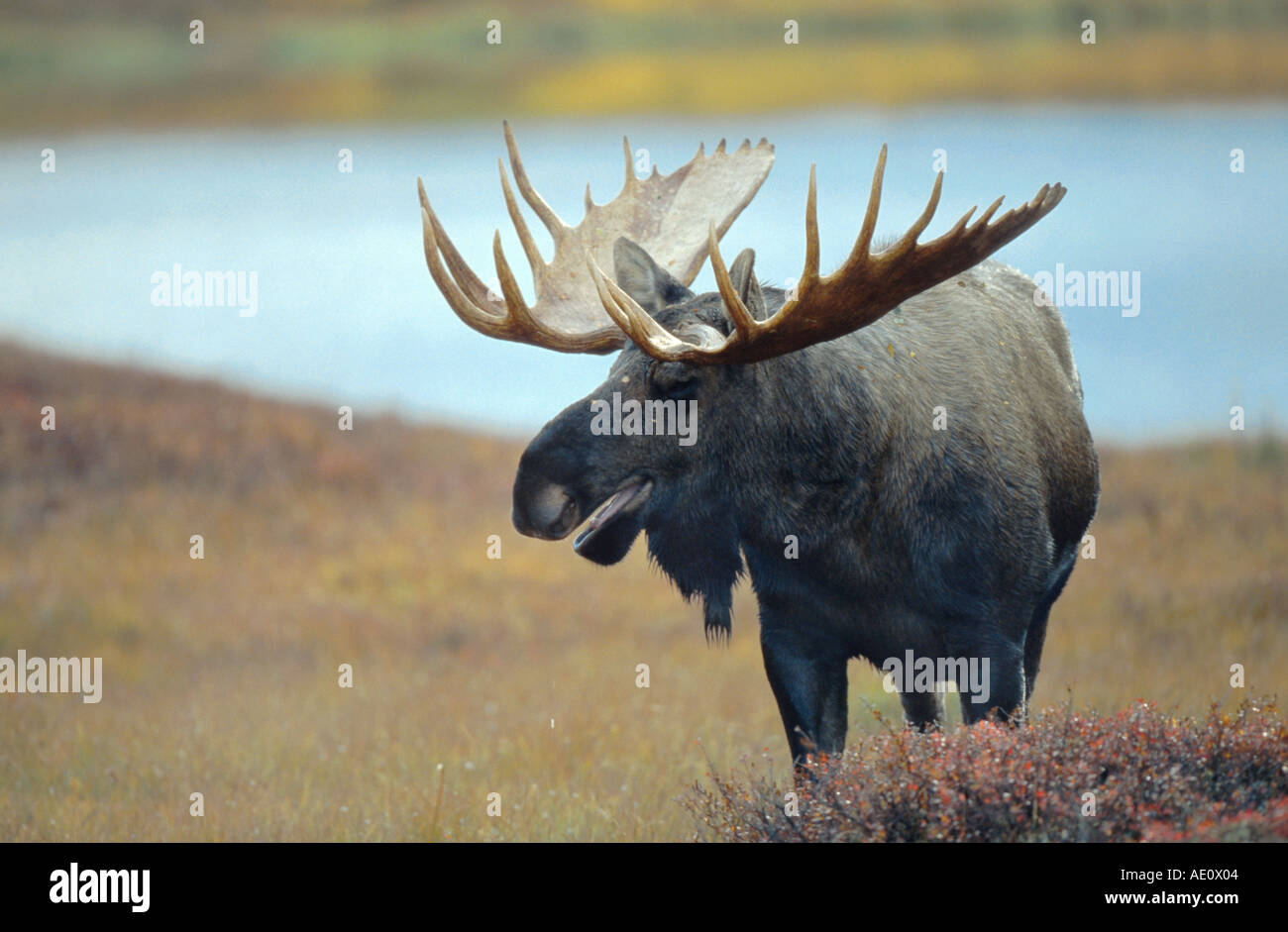 Alaska moose, Tundra moose, Yukon moose (Alces alces gigas), single ...