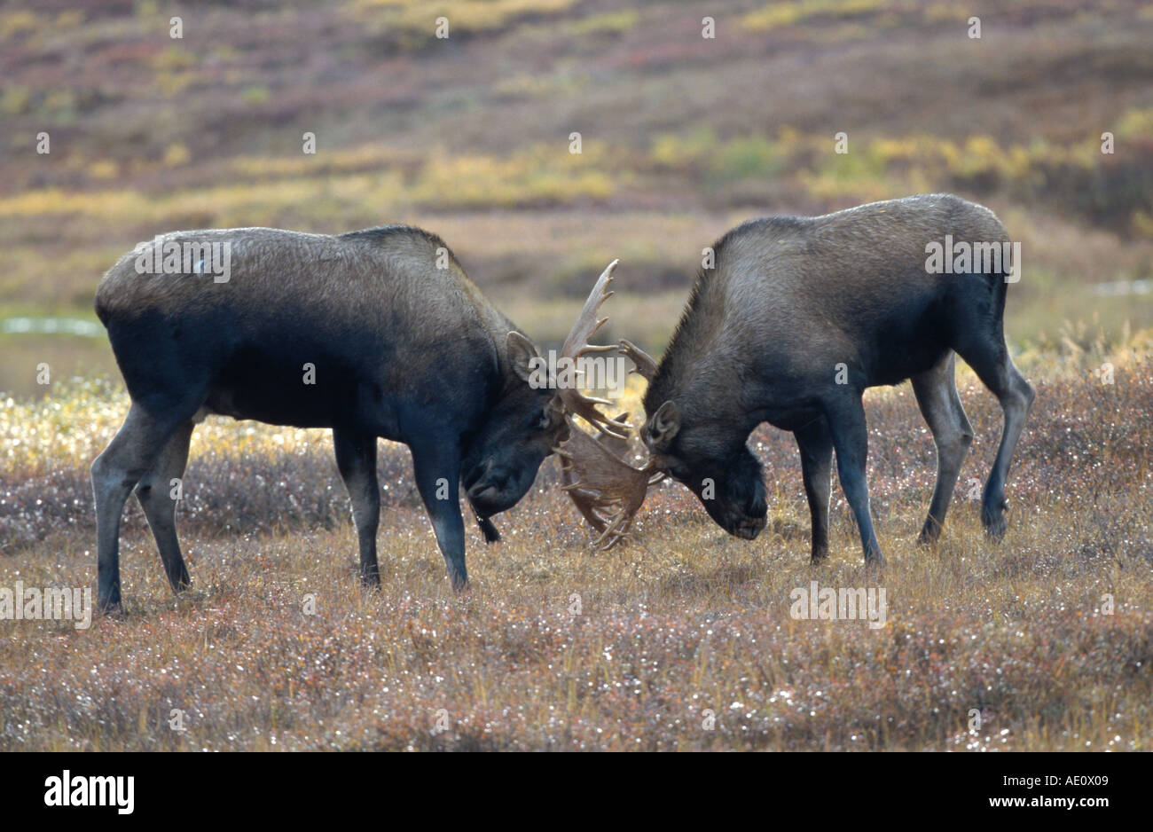 Alaska moose, Tundra moose, Yukon moose (Alces alces gigas), fighting ...