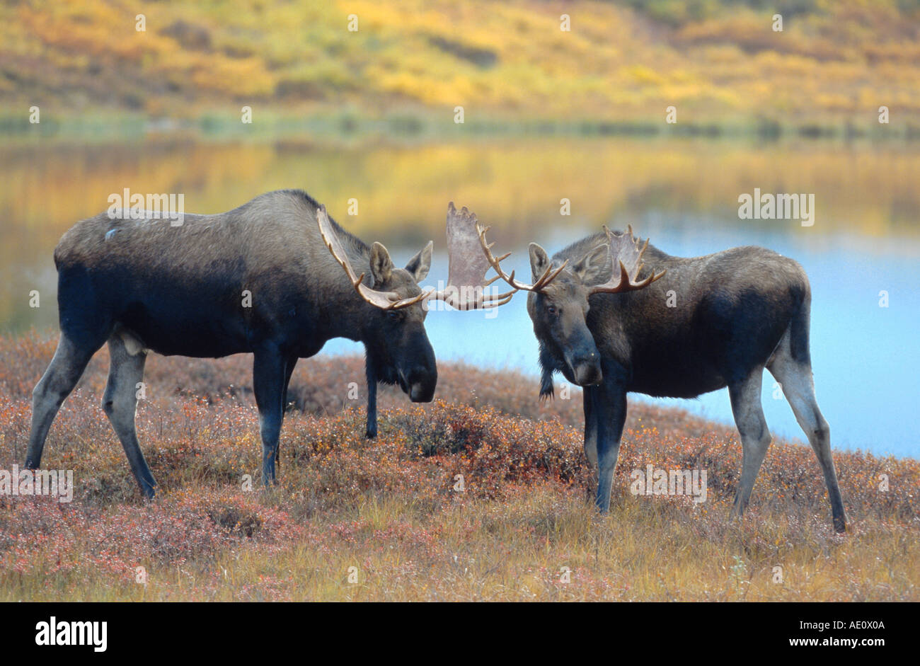 Alaska moose, Tundra moose, Yukon moose (Alces alces gigas), two bulls ...
