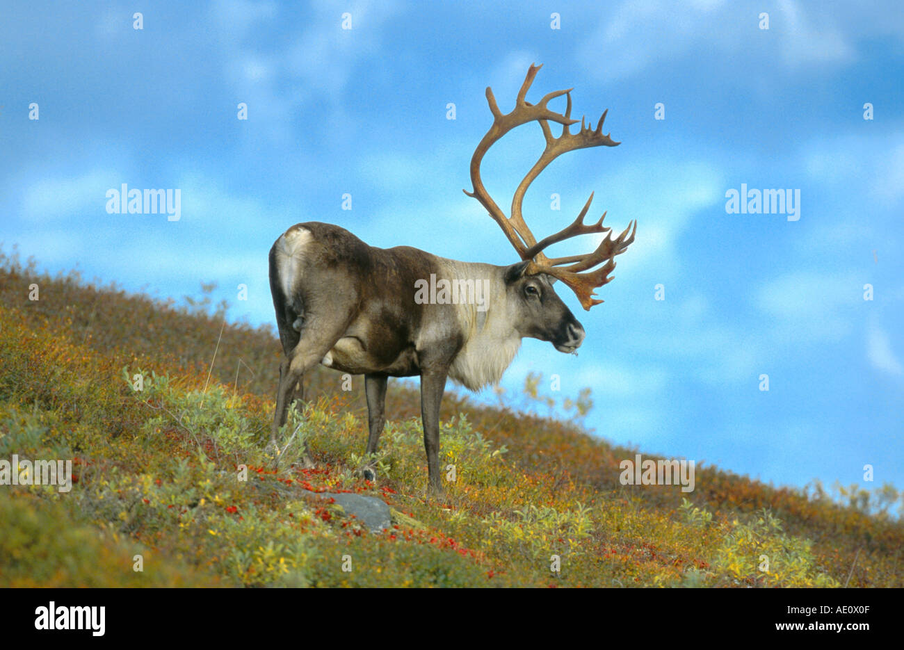 barren ground carribu, reindeer (Rangifer tarandus caribou), single ...