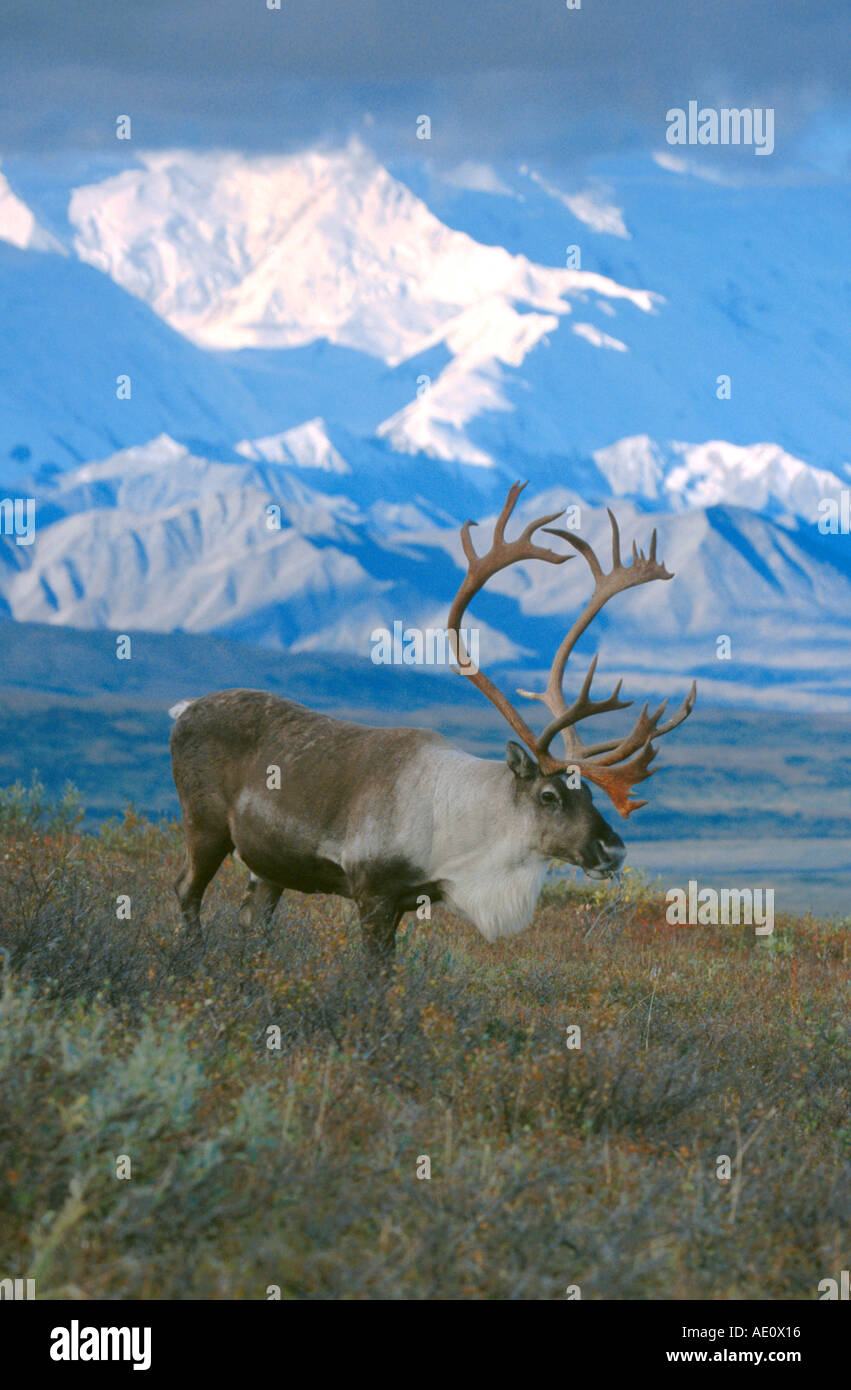 barren ground carribu, reindeer (Rangifer tarandus caribou), single ...